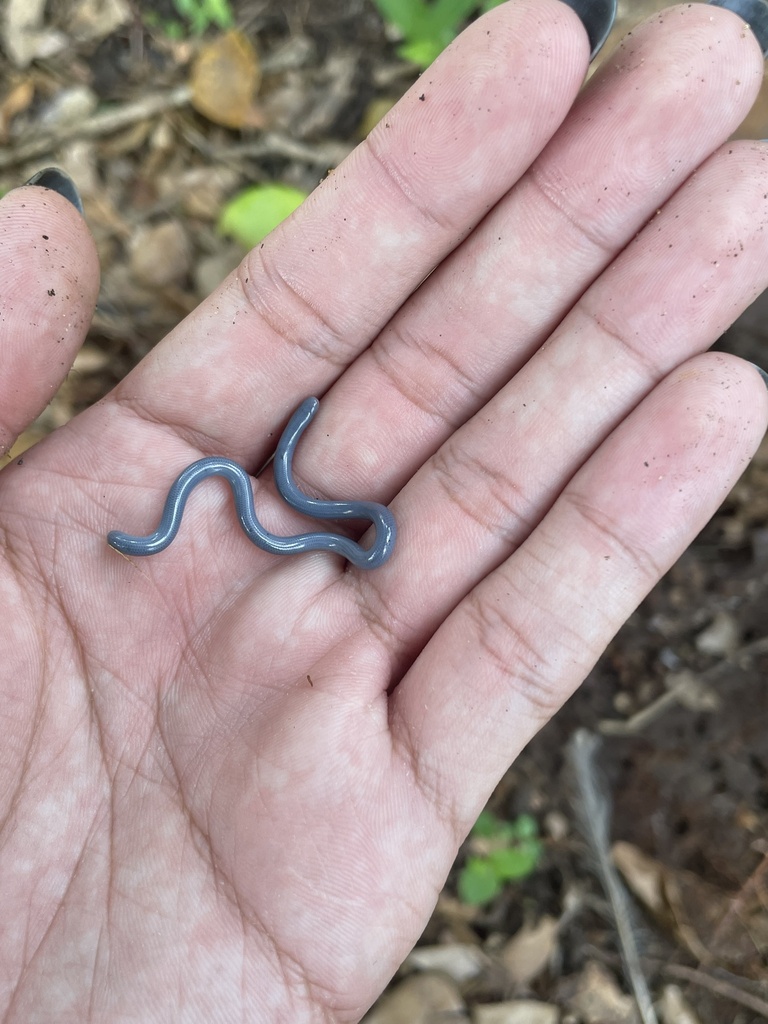 Typical Blind Snakes from University of Puerto Rico - Río Piedras ...
