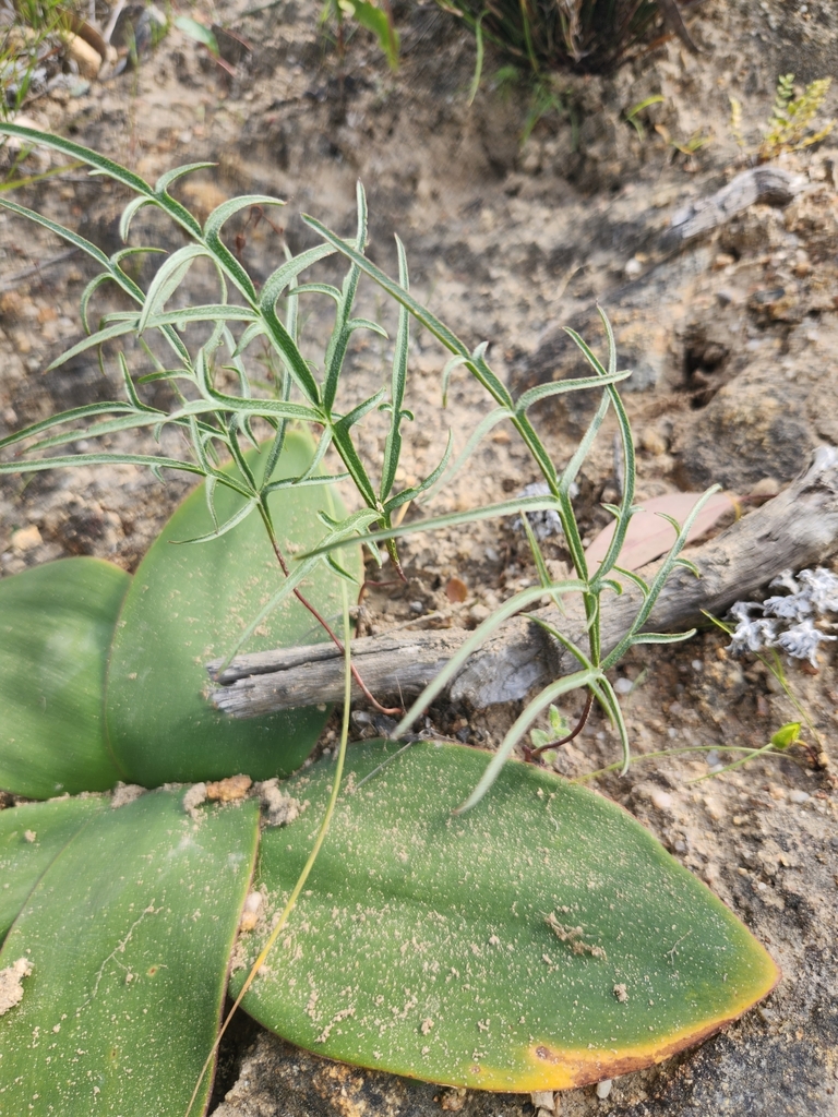 Pelargonium leptum in October 2023 by Rupert Koopman · iNaturalist