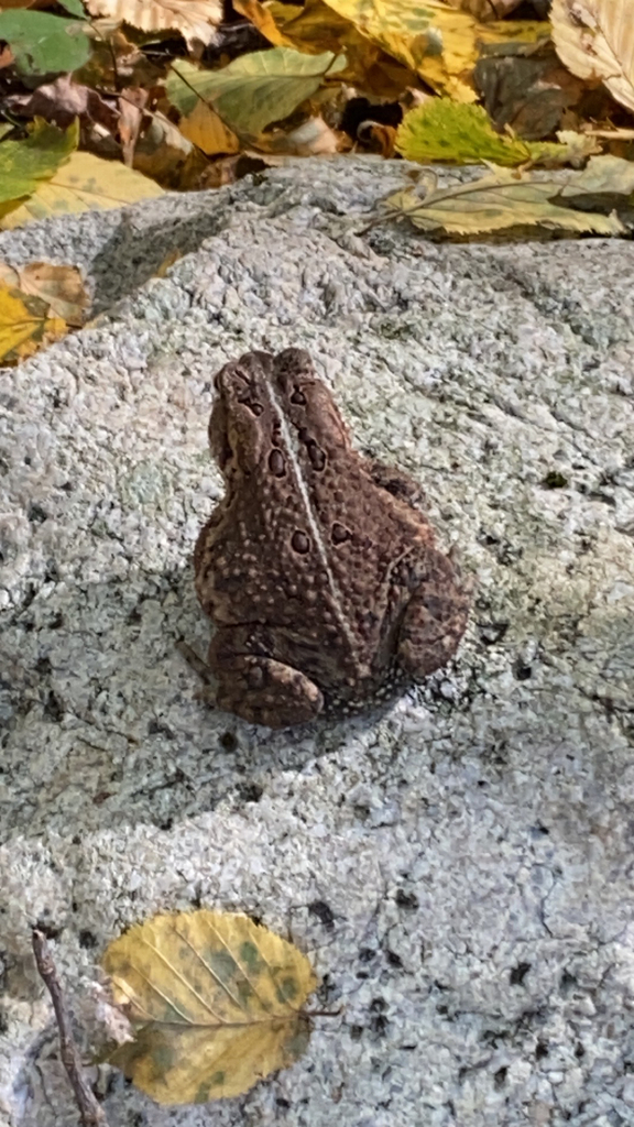 American Toad from Ward Pound Ridge Reservation, Cross River, NY, US on ...