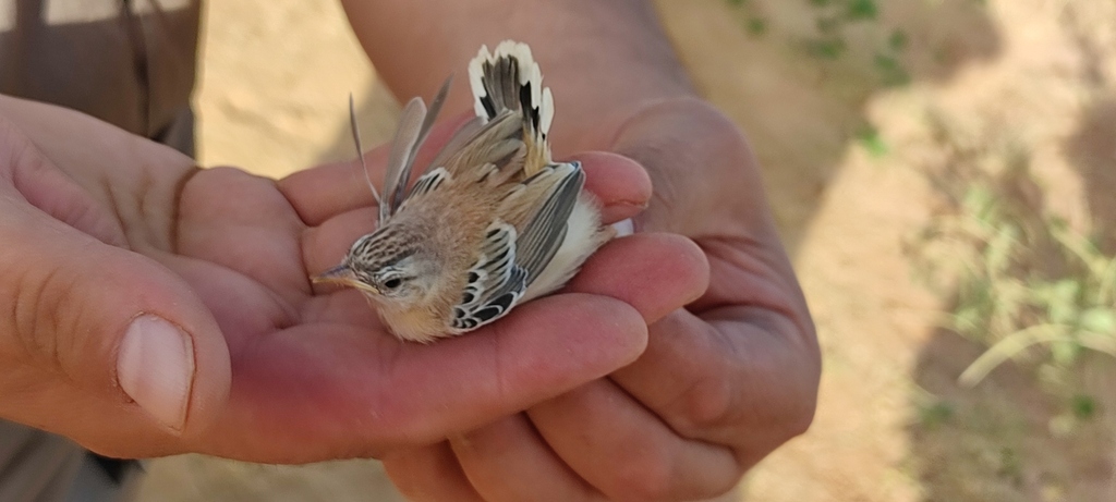 Cricket Longtail from Timiaouine, Algeria on October 13, 2022 at 04:53 ...