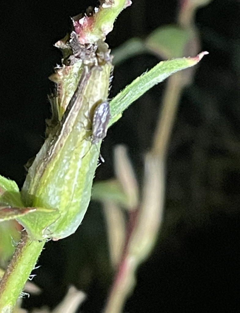 Neortholomus scolopax from Middlebury, VT 05753, USA on October 4, 2023 ...