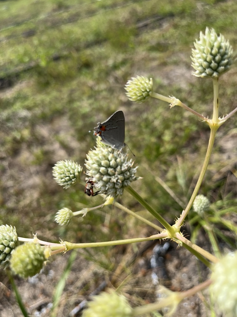 Gray Hairstreak from Brunswick, GA, US on October 3, 2023 at 01:19 PM ...