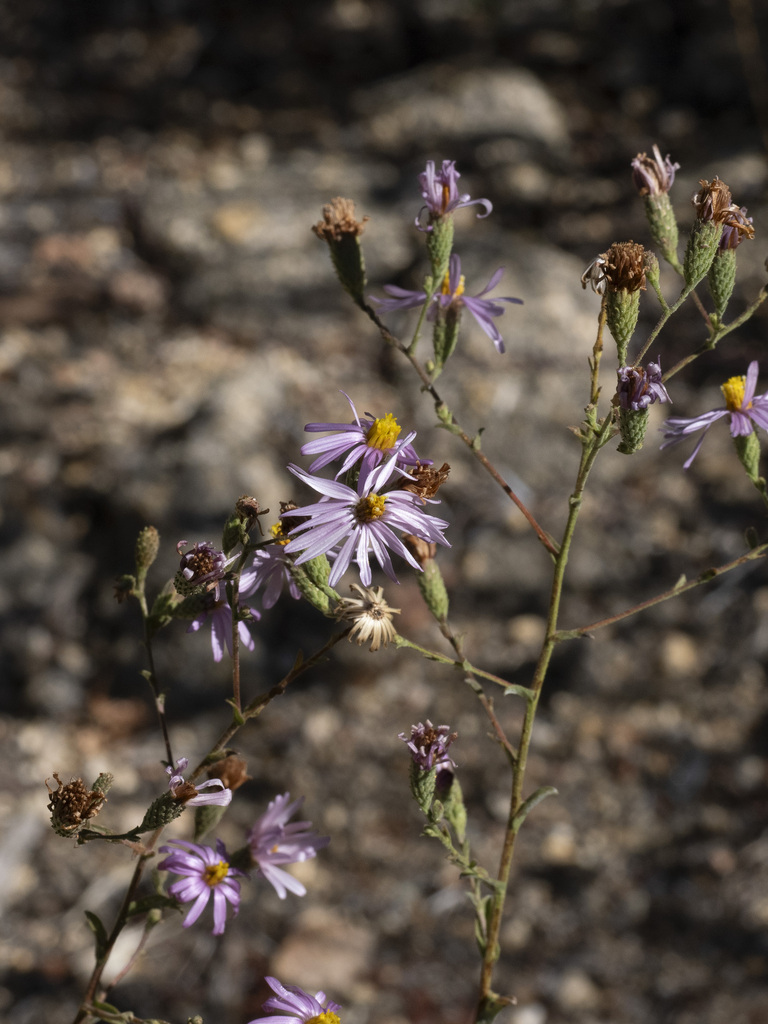 California Aster from San Diego County, CA, USA on October 3, 2023 at ...