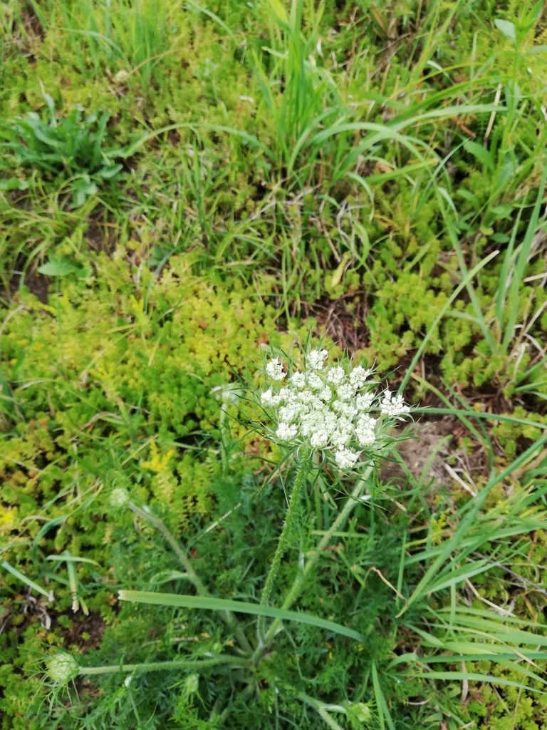 wild carrot from 5091 Unken, Österreich on June 28, 2023 at 03:30 PM by ...