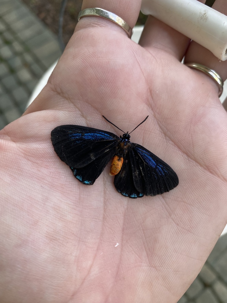 Atala from Turtle Island, Naples, FL, US on October 5, 2023 at 09:46 AM ...