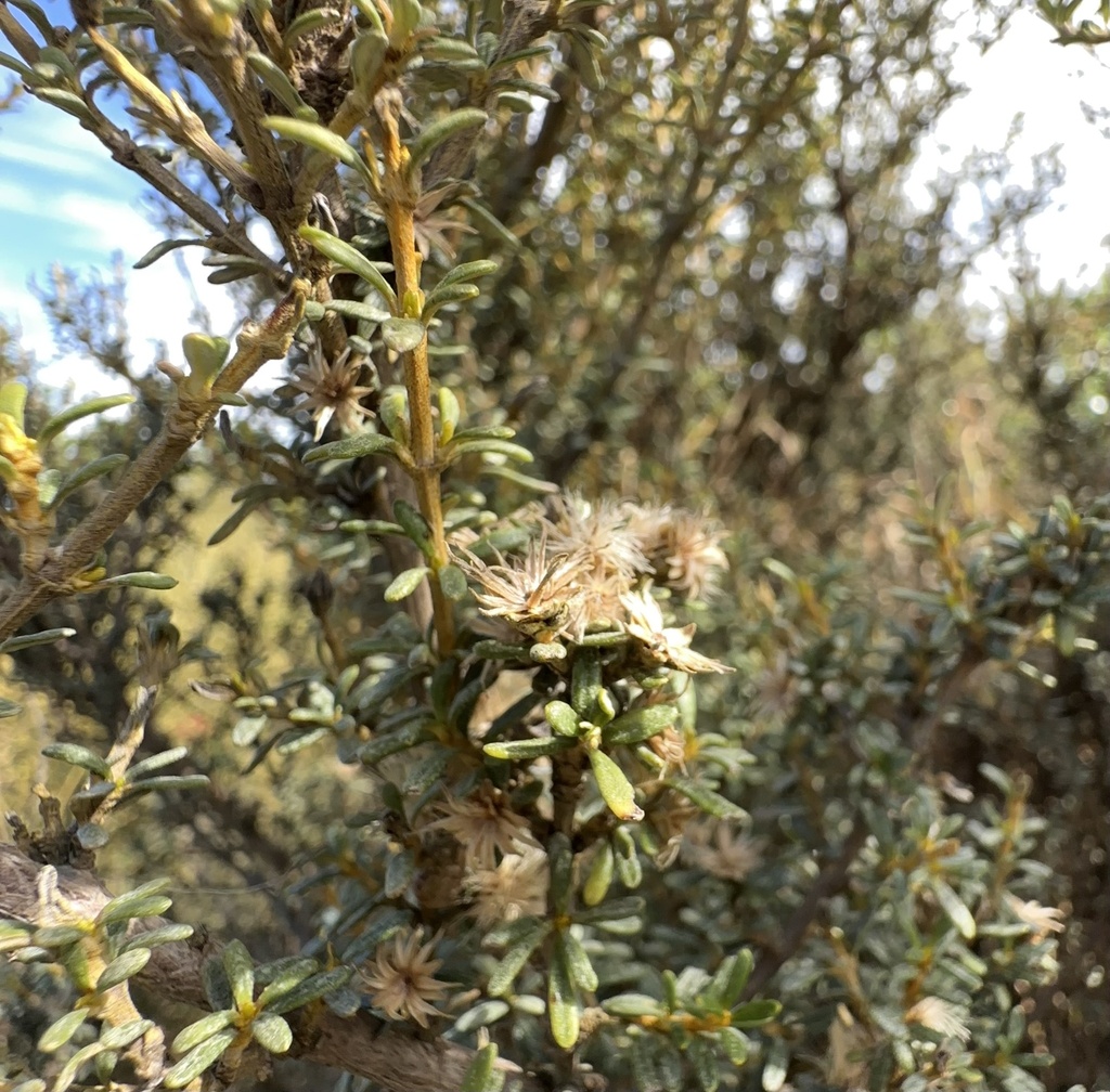 Coastal tree daisy from Te Ika-a-Māui/North Island, Wellington ...