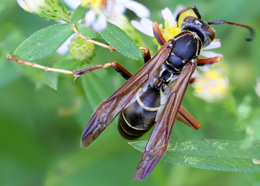 Dark Paper Wasp from Shepard Settlement, Onondaga County, NY, USA on ...