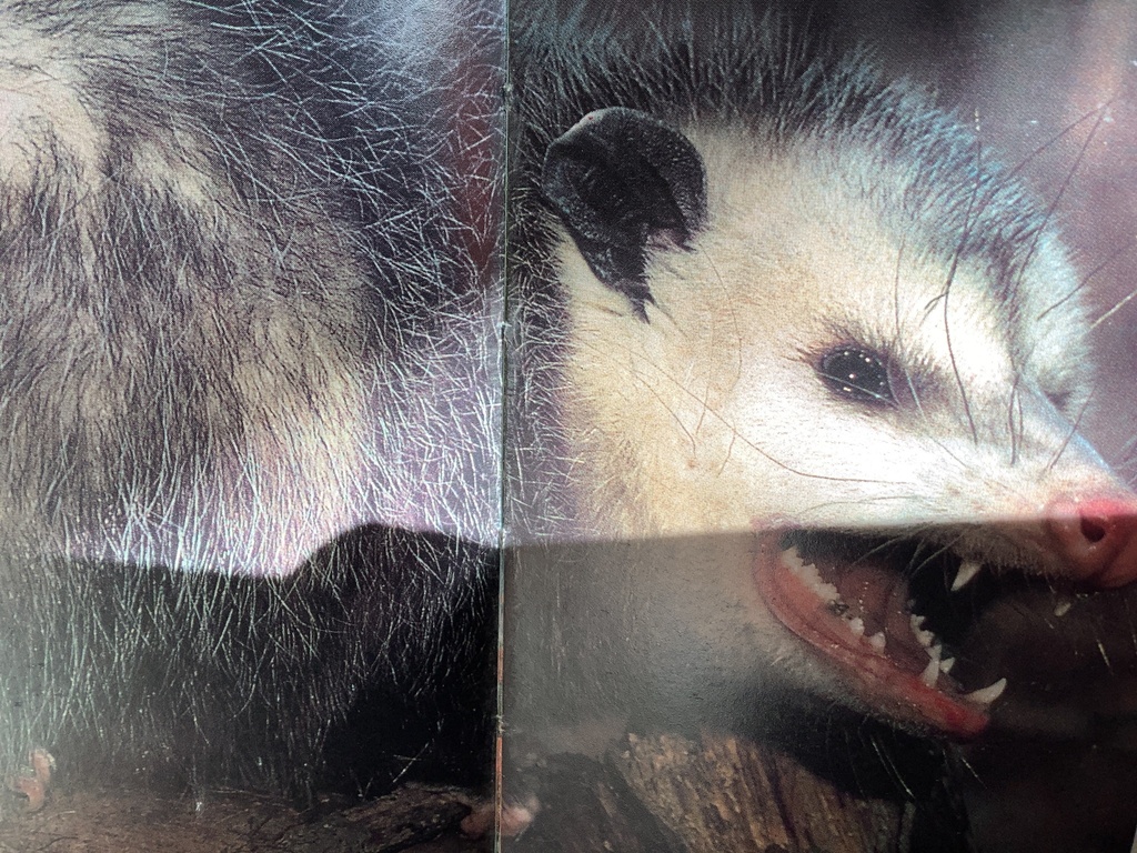 Virginia Opossum from School St, Mount Holly, VT, US on October 5, 2023 ...