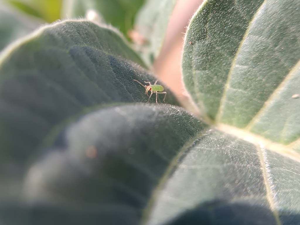 Dicyphus from בני ברק, ישראל on October 3, 2023 at 01:55 PM by Chaym ...