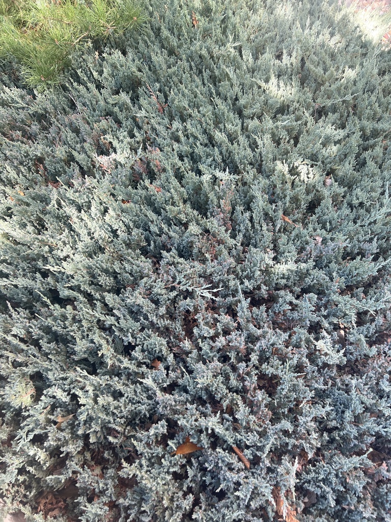 creeping juniper from The University of Utah, Salt Lake City, UT, US on ...
