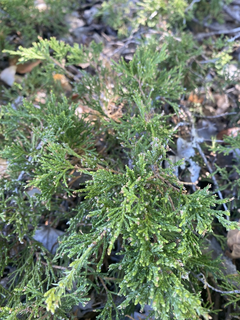 creeping juniper from The University of Utah, Salt Lake City, UT, US on ...