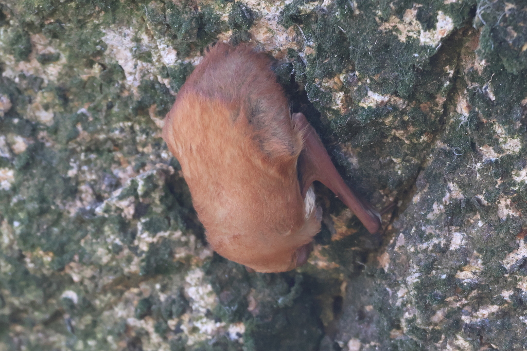Western red bat from San Francisco, CA, USA on October 5, 2023 at 11:05 ...
