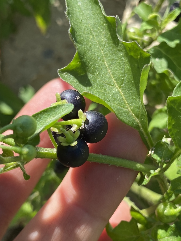 American black nightshade from Yuba River, Browns Valley, CA, US on ...