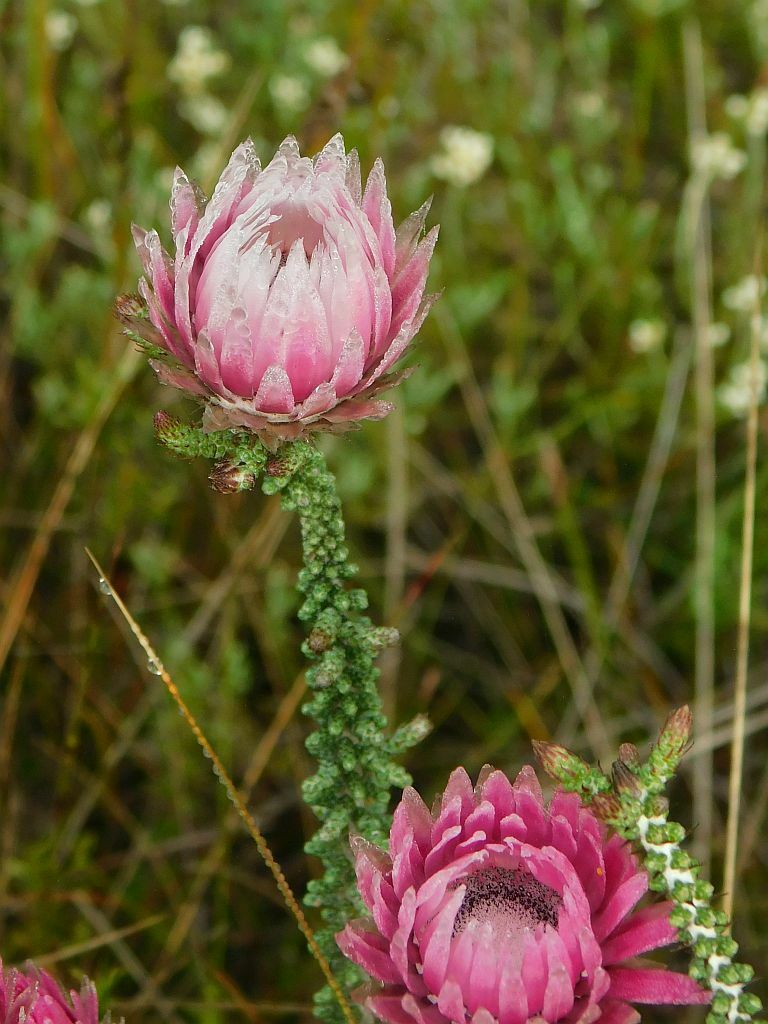 Cape everlasting from Knietjieshoogte Greyton, 7233, South Africa on ...