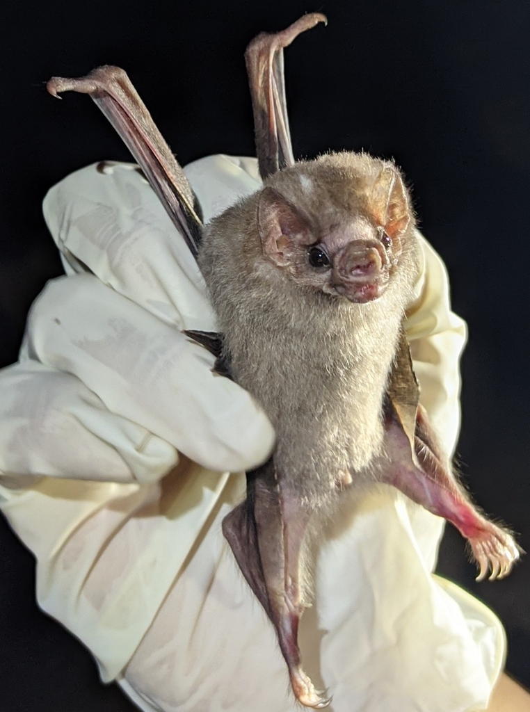 Hairy-legged Vampire Bat from Calle 22 & Calle 19, 97580 Homún, Yuc ...