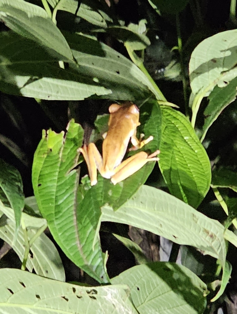Basin Tree Frog from 17500, Peru on October 4, 2023 at 08:35 PM by ...
