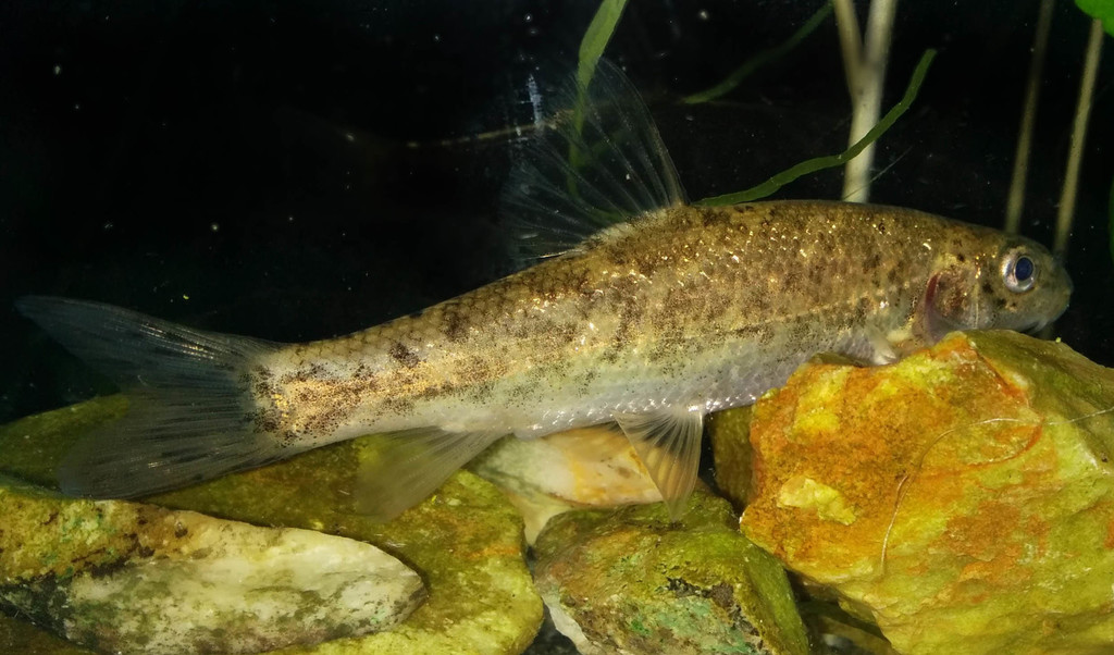 Typical Barbels (Barbus) - Marine Life Identification