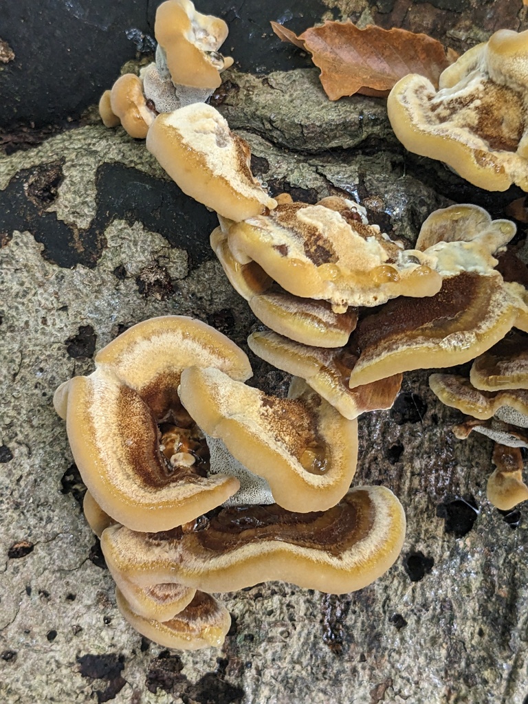 Mustard Yellow Polypore from Lake Roland Park on October 5, 2023 at 11: ...