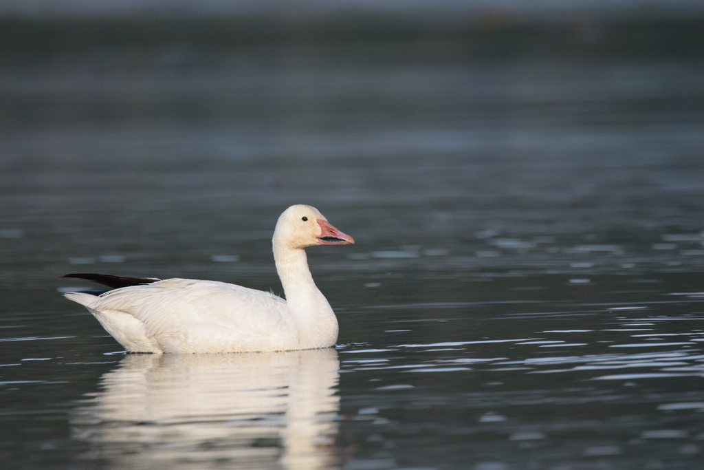 Snow Goose from Tadoussac, QC, Canada on July 5, 2023 at 12:23 AM by ...
