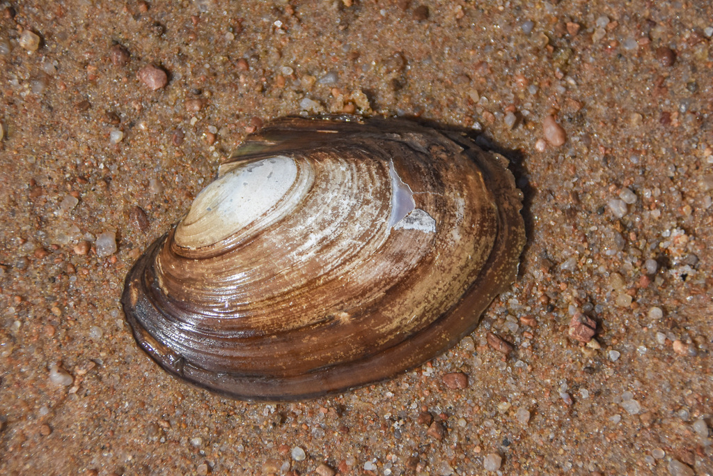 Pink Papershell from Fry Ditch Creek, Bixby, OK on September 29, 2023 ...