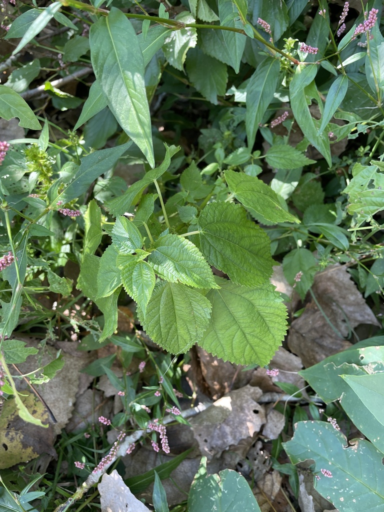 nettle family from Kelly Lane Park, Sapulpa, OK, US on October 5, 2023 ...