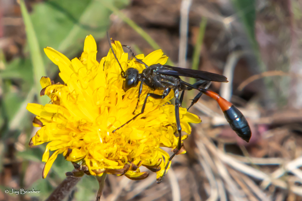 Common Thread-waisted Wasp from Isle Royale NP, McCargoe Cove, Keweenaw ...