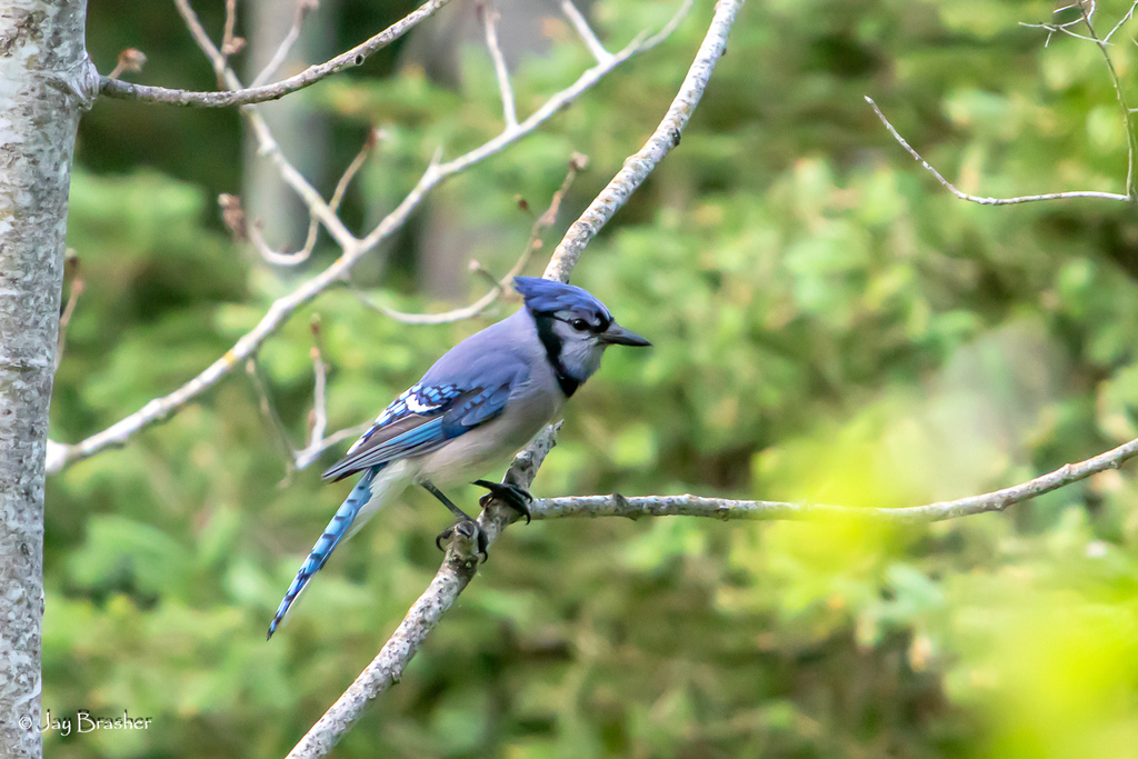 Blue Jay from Isle Royale NP, Keweenaw County, MI, USA on June 19, 2023 ...