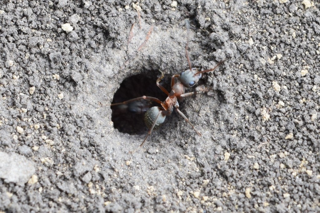 Formica clara from Косихинский р-н, Алтайский край, Россия on June 15 ...