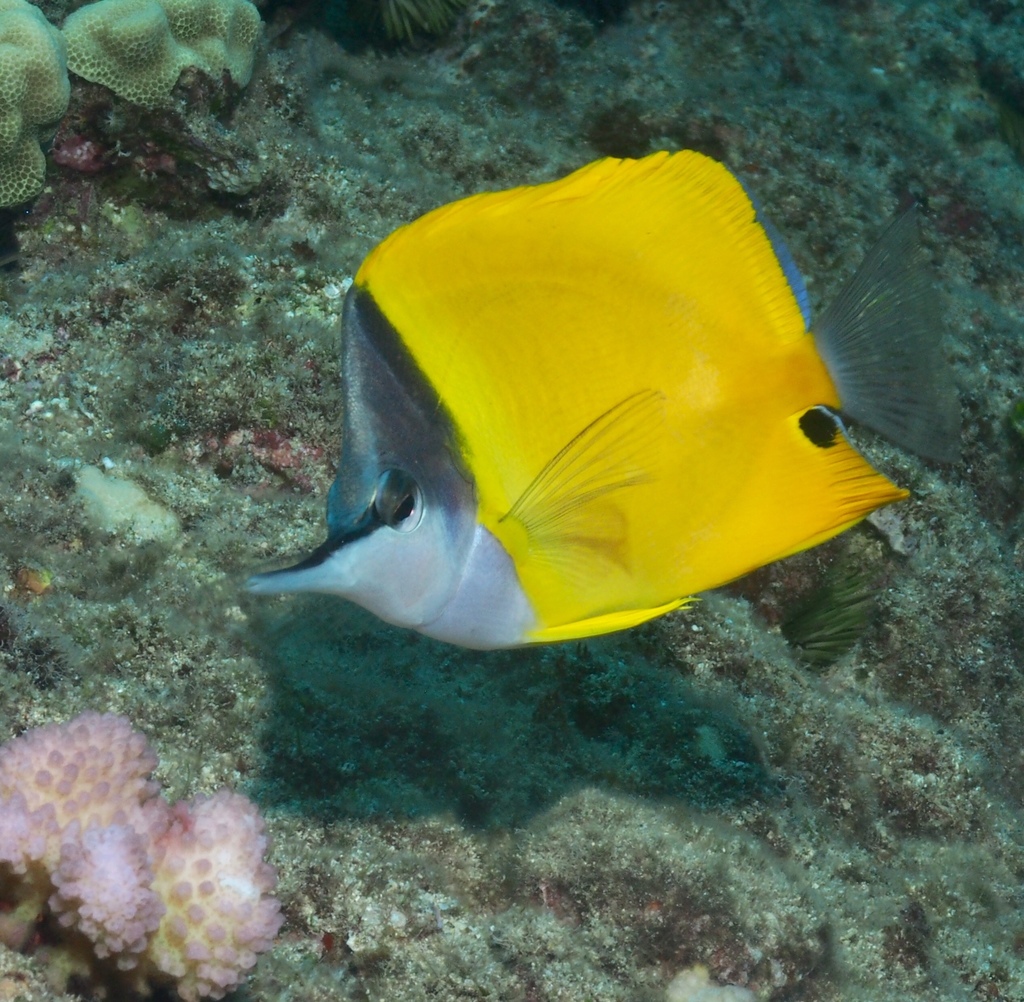 Forceps Butterflyfish from Pacific Ocean, Makaha, HI, US on March 8 ...