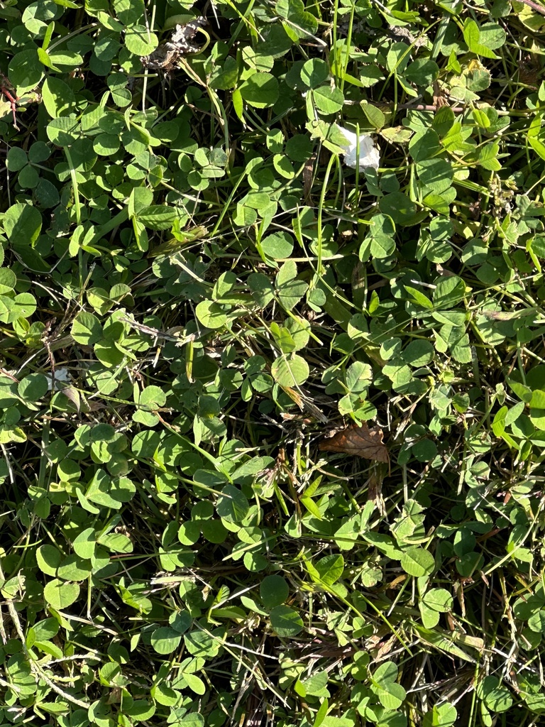 white clover from North Dorchester, Boston, MA, US on October 5, 2023 ...
