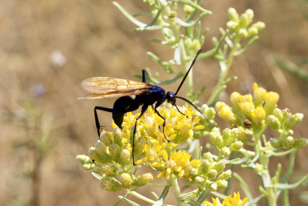 Tarantula-hawk Wasps and Allies from Doña Ana County, NM, USA on August ...