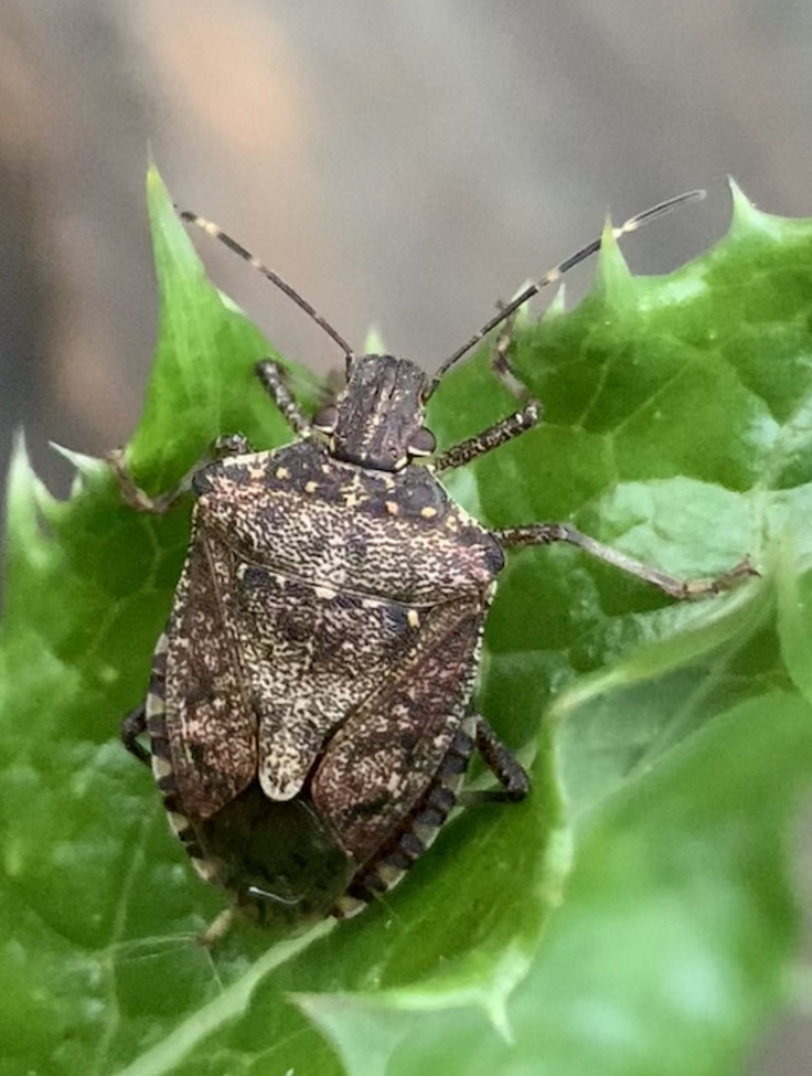 Brown Marmorated Stink Bug from Afton Depot Ln, Afton, VA, US on ...