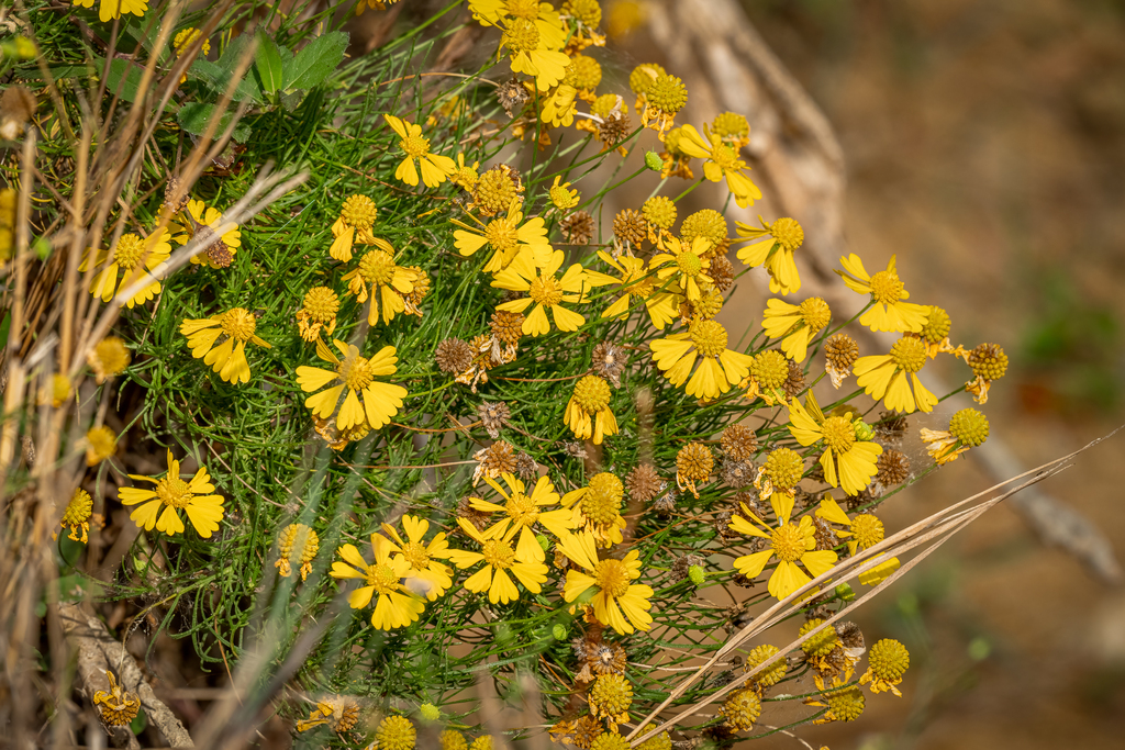 Bitterweed from Colleyville, TX 76034, USA on October 4, 2023 at 09:58 ...