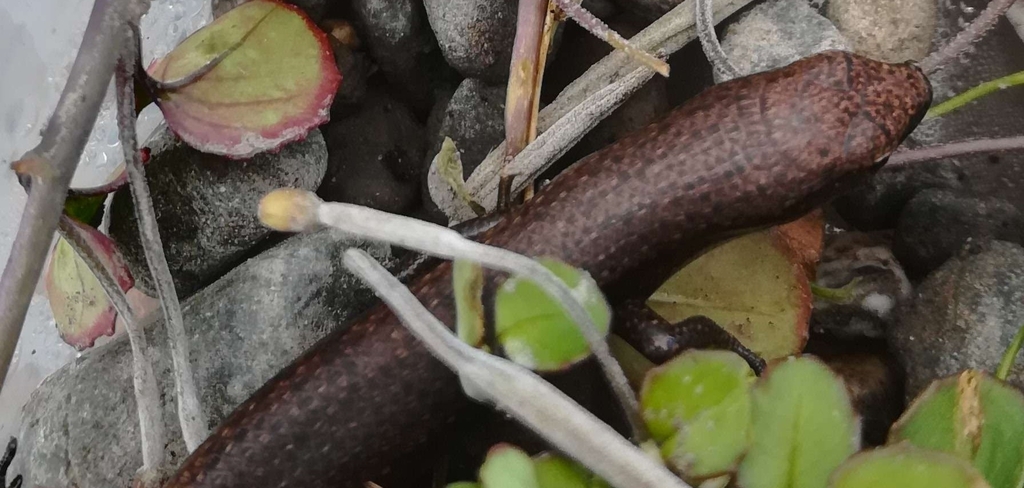 Delicate Garden Skink from MMF8+8J, Kelvin Grove, Palmerston North 4414 ...