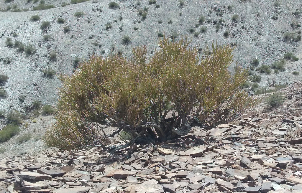 Bulnesia retama from Parque Nacional Pampa el Leoncito San Juan ...