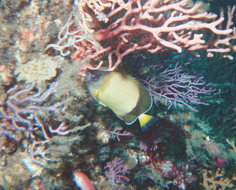 Japanese Butterflyfish from Shizuoka, JP on November 9, 1997 by ...