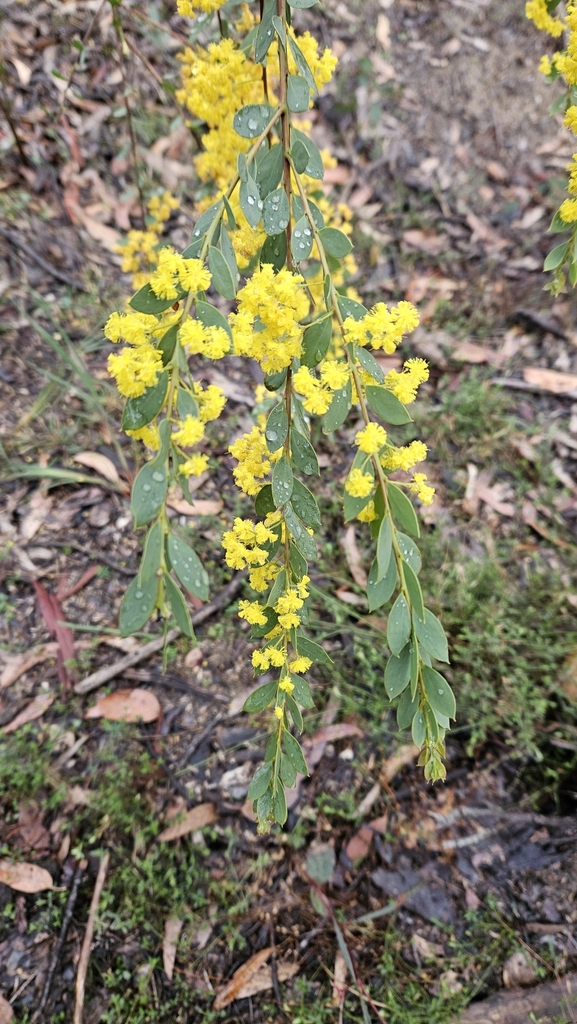 box-leaved wattle from Joadja NSW 2575, Australia on September 8, 2023 ...