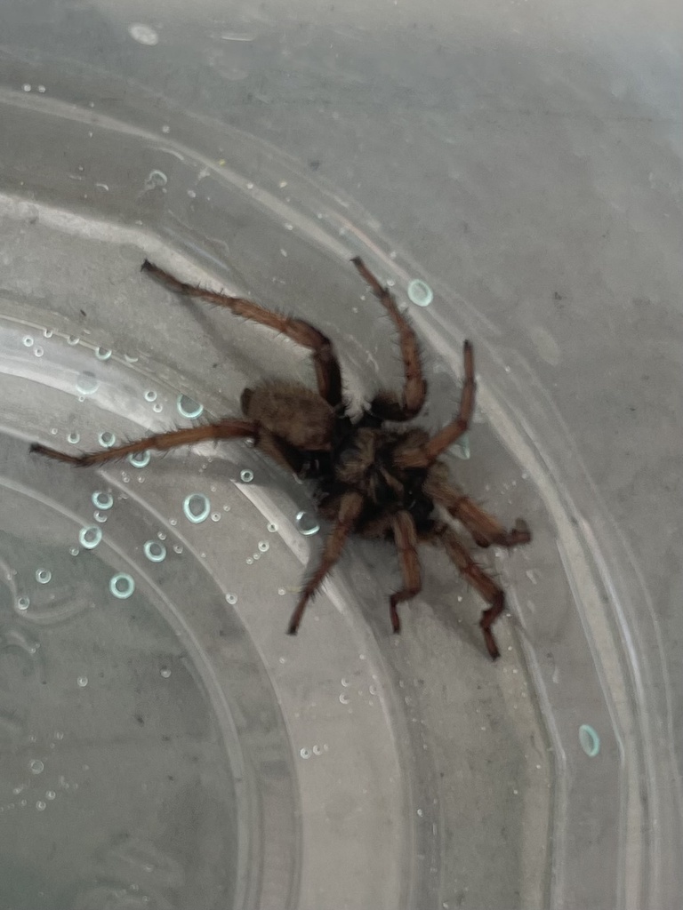 Aptostichus from Saratoga Ave, Saratoga, CA, US on October 5, 2023 at ...