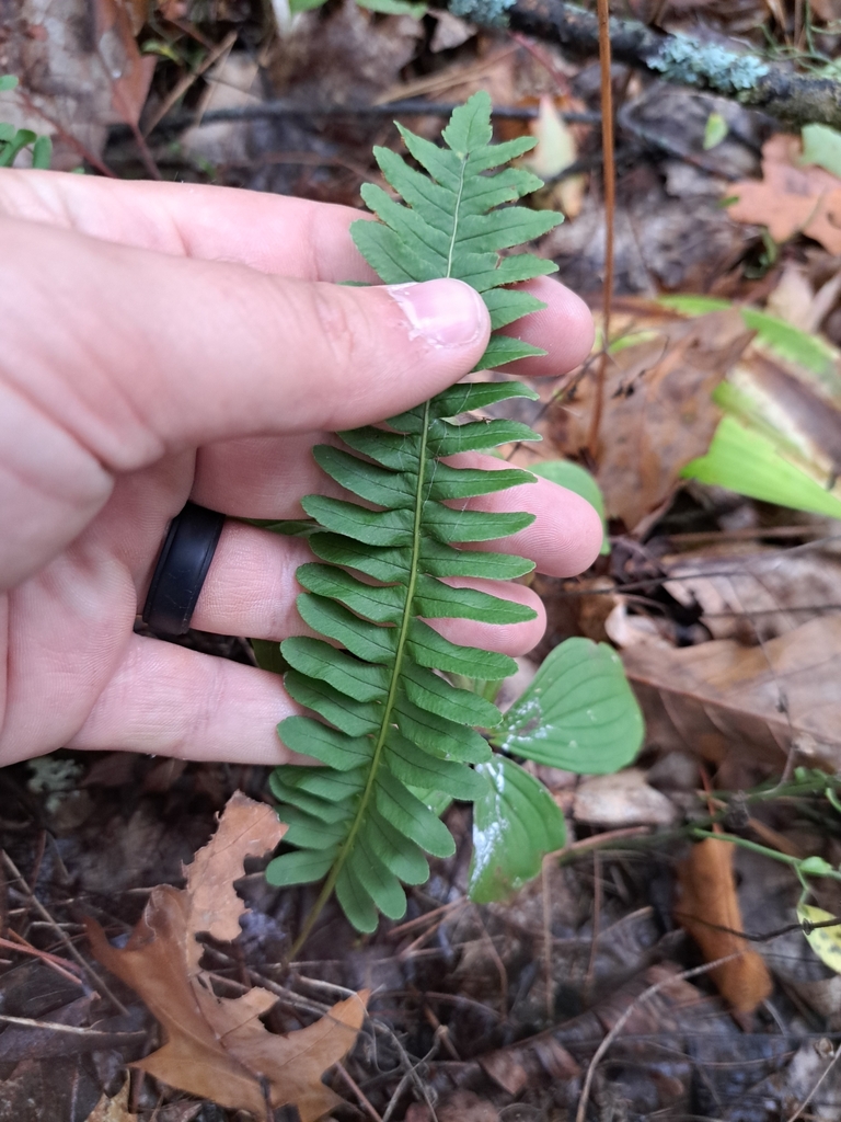 rock polypody from Blind River, ON P0R 1B0, Canada on October 5, 2023 ...