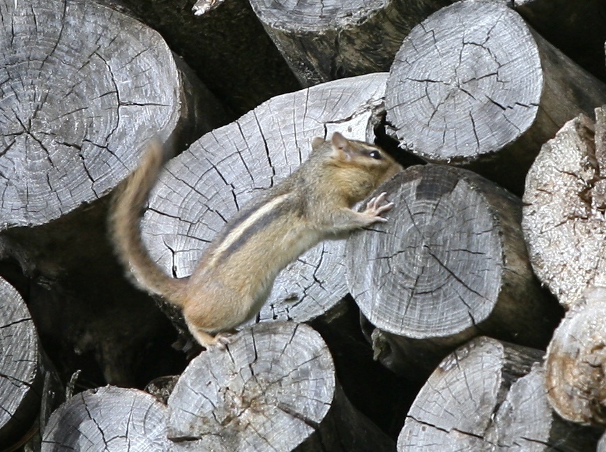 Eastern Chipmunk in October 2023 by Mark · iNaturalist