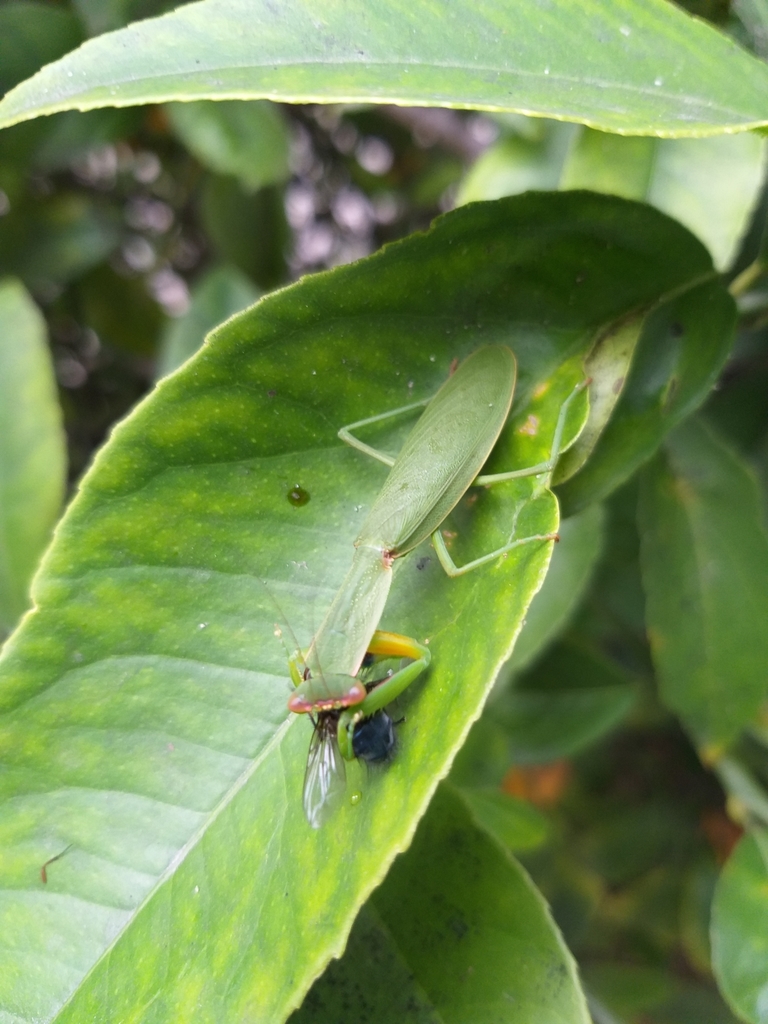 New Zealand Mantis from Christchurch including Banks Peninsula, NZ-CA ...