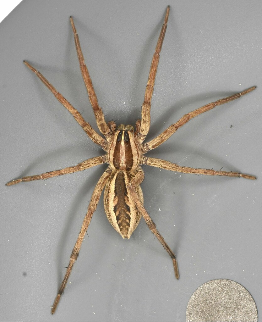Rabid Wolf Spider from Milam County, TX, USA on October 4, 2023 at 04: ...