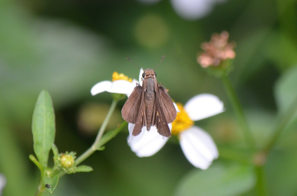 Ocola Skipper from Coral Springs, FL, USA on October 5, 2023 at 09:52 ...