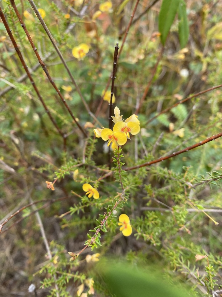 small-leaf parrot-pea from Wilson Dr, Balmoral, NSW, AU on October 4 ...