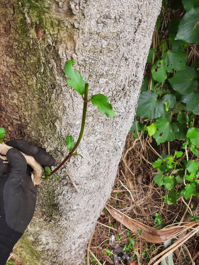 Something from 6623167, Lepperton, Lepperton 4373, New Zealand by ...