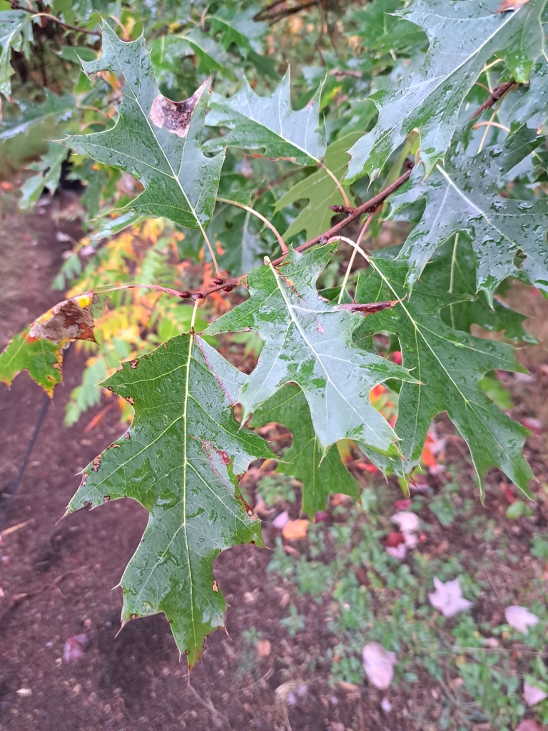 northern red oak from North Bay, ON P1B 4R4, Canada on October 5, 2023 ...