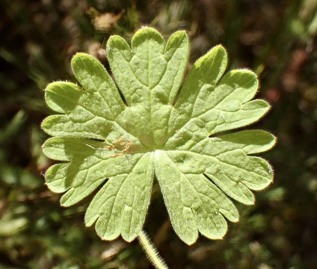 geraniums and cranesbills from Laguna Coast Wilderness Park, Laguna ...
