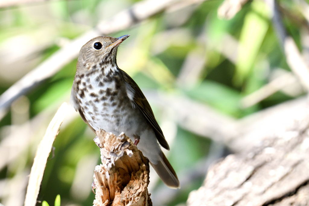 Hermit Thrush from Bustamante, N.L., México on October 5, 2023 at 08:37 ...