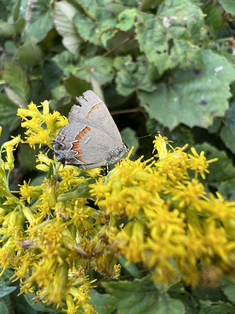 Red-banded Hairstreak from Highland School, Warrenton, VA, US on ...