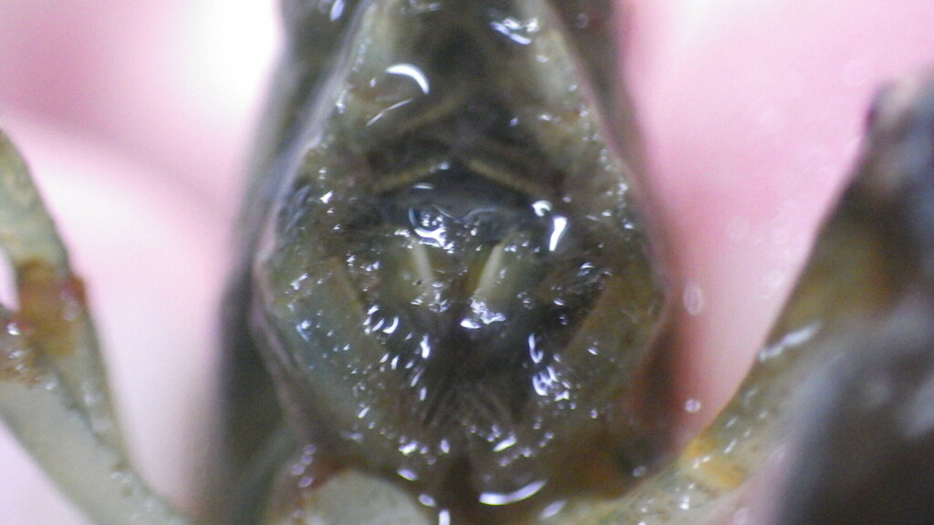 Rusty Crayfish from Fountainville, PA 18923, USA on October 2, 2023 at ...